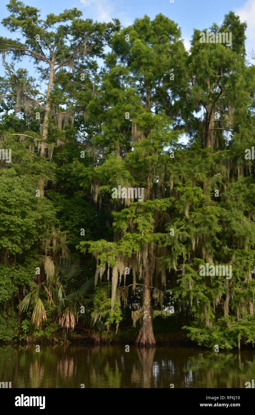 Trees growing out of the bayou and waterways in Louisiana Stock Photo ...