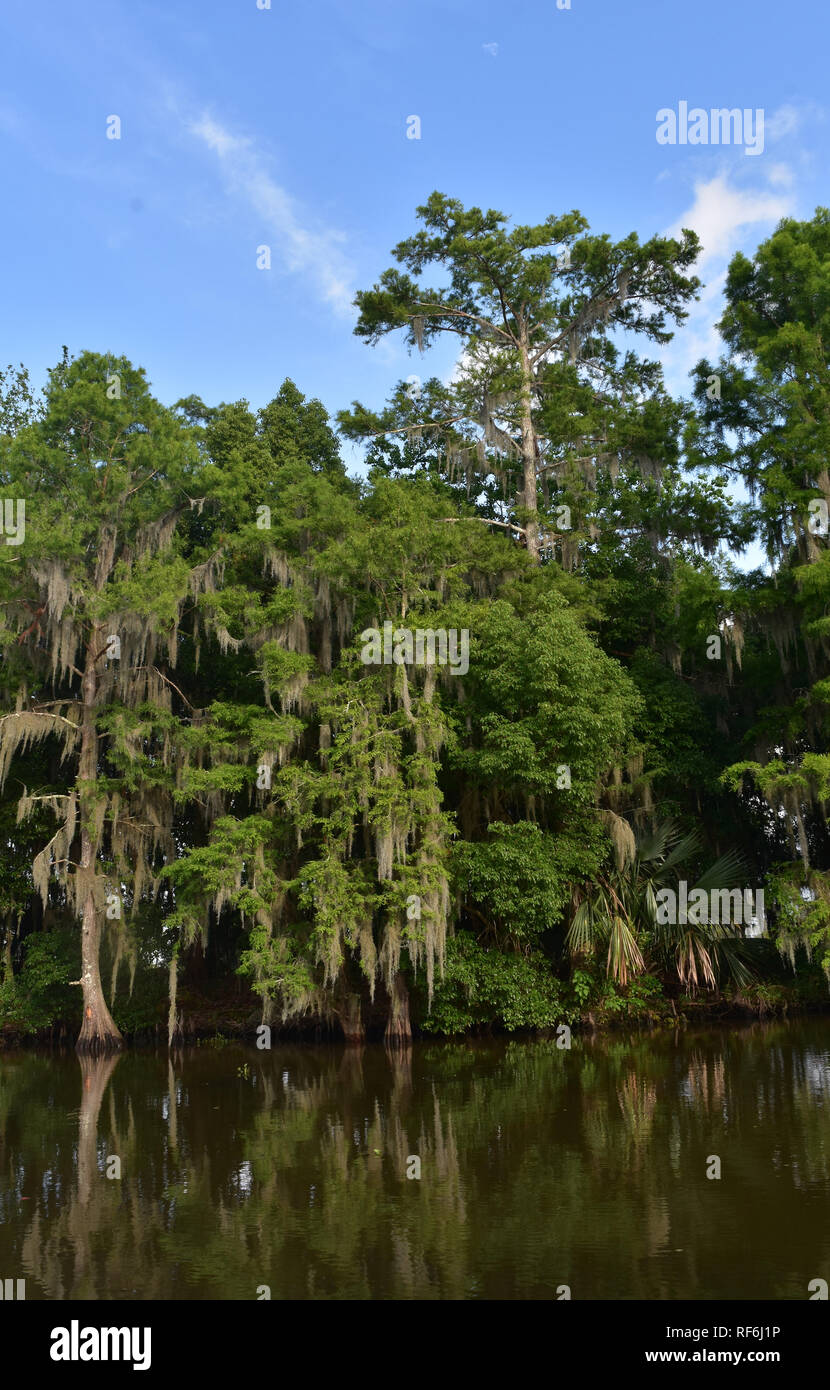 Very pretty Cypress trees growing out of the shallow waterways of the ...