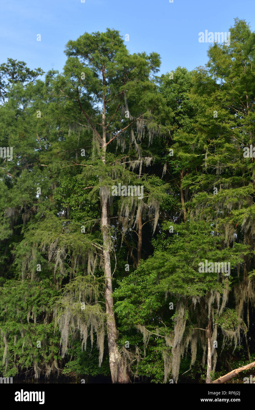 Thick trees with Spanish moss growing along the swamps of Louisiana ...