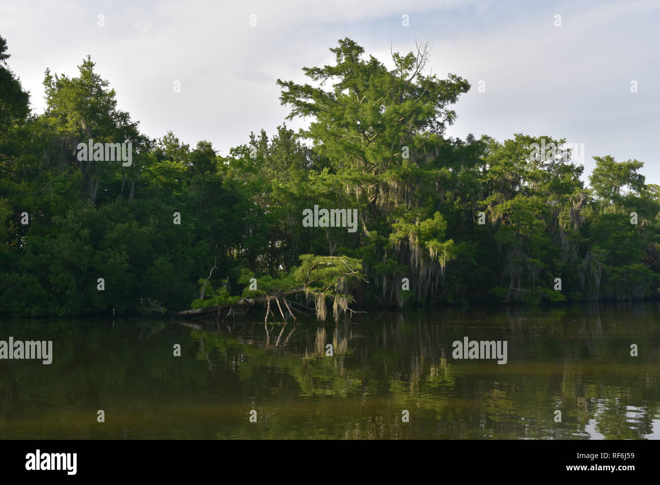 Louisiana bayou dead trees hi-res stock photography and images - Alamy