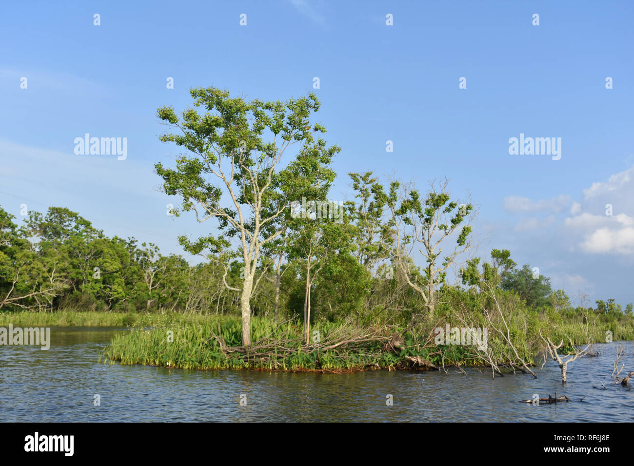Southern Louisiana waterways running through the bayou Stock Photo - Alamy