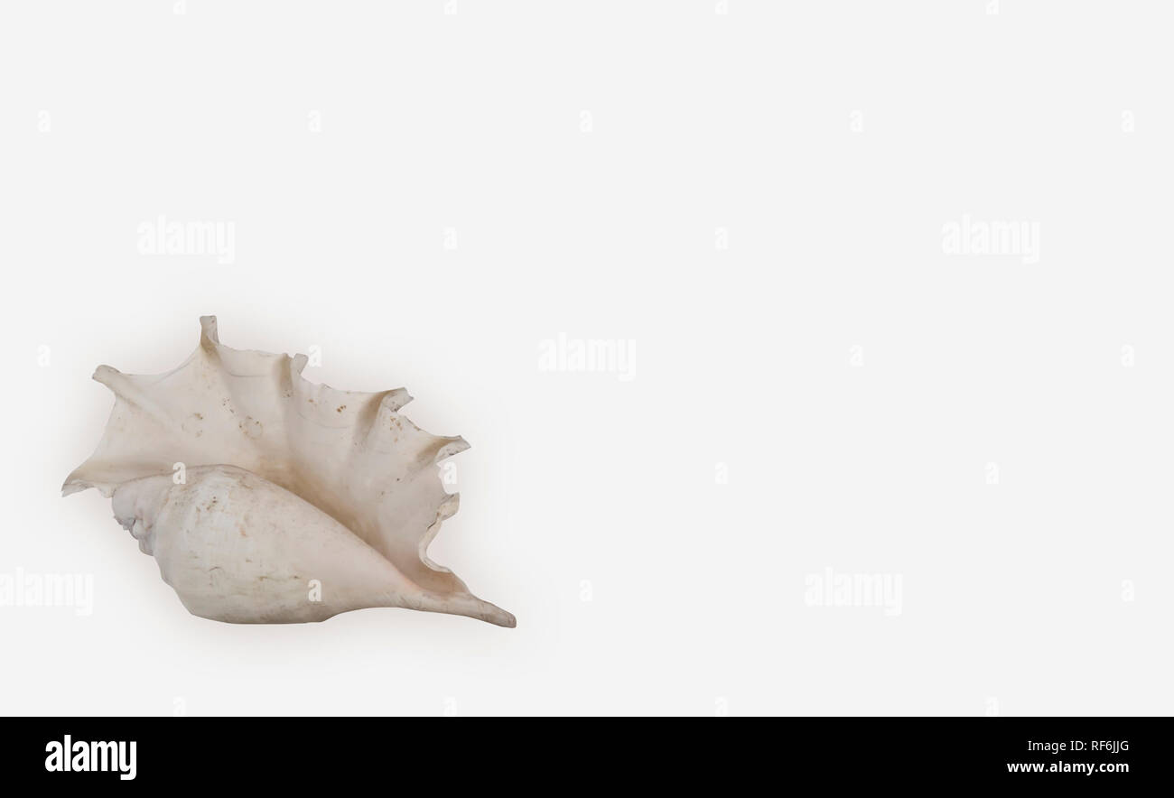 big white shell on a shelf isolated on white background Stock Photo - Alamy
