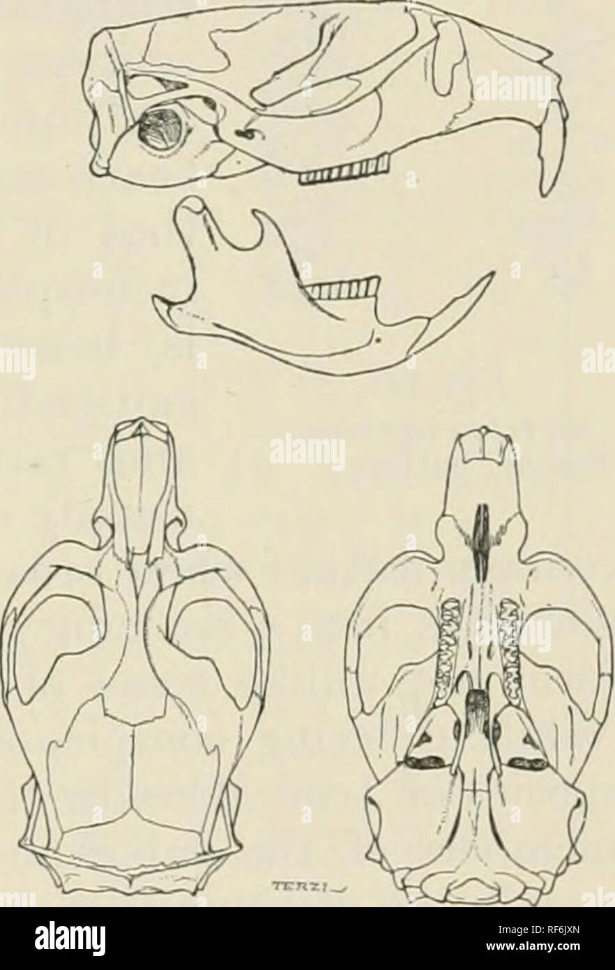 . Catalogue of the mammals of Western Europe (Europe exclusive of ...