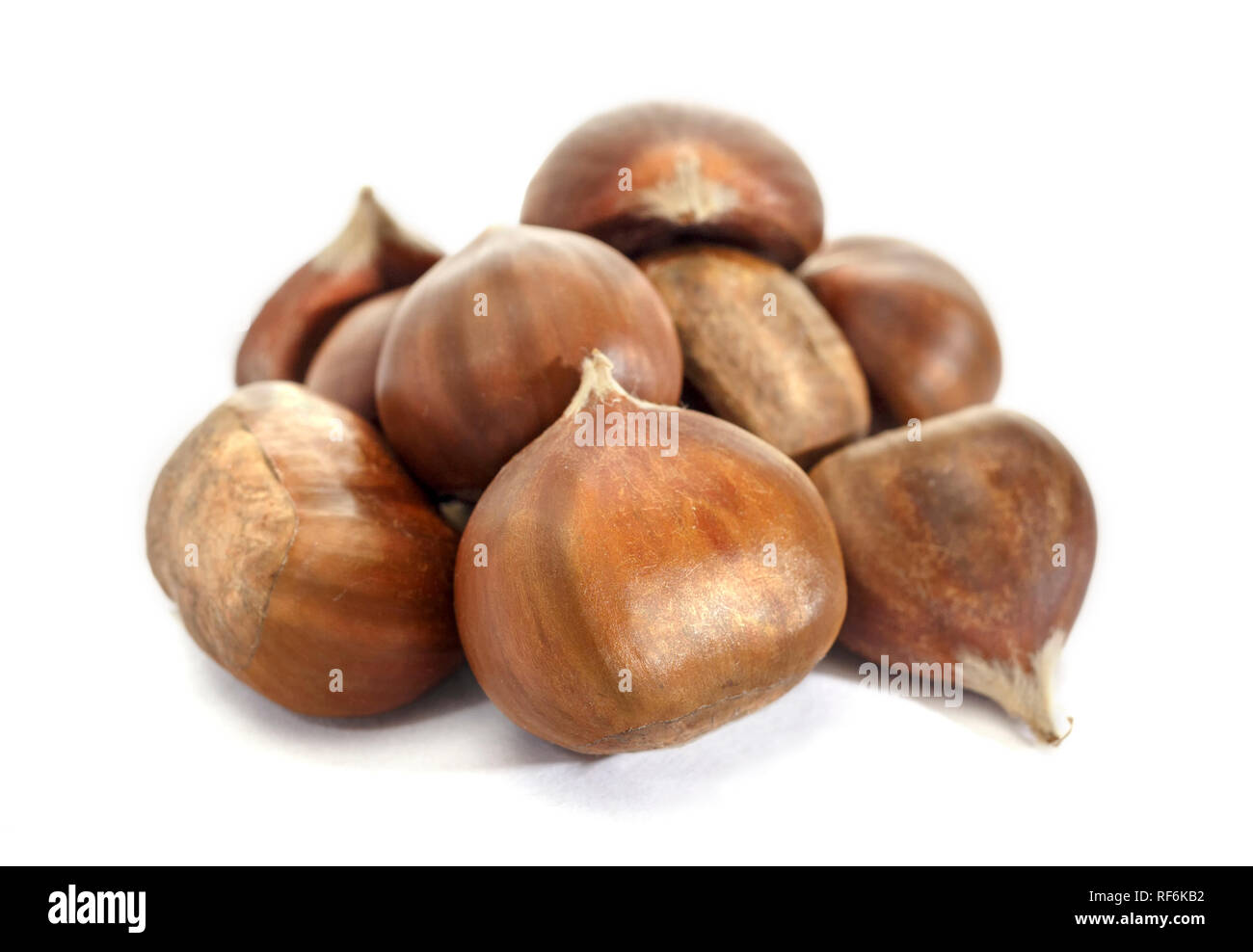 Chestnut nut. raw nut in the shell. Isolated on white background. Raw ...