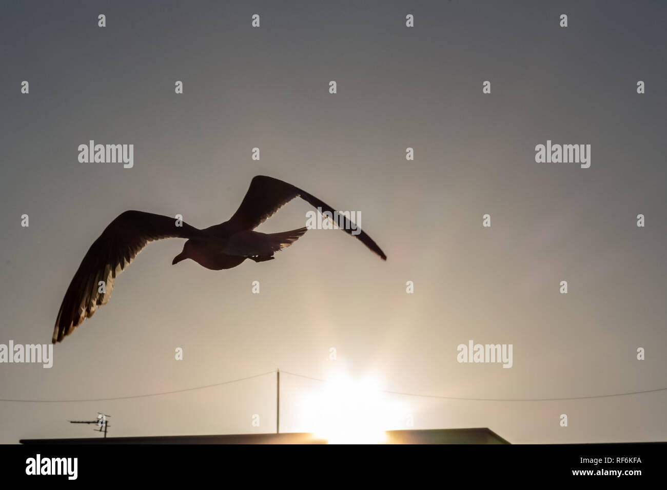 Seagull flying away wings spread from behind rooftops at background ...