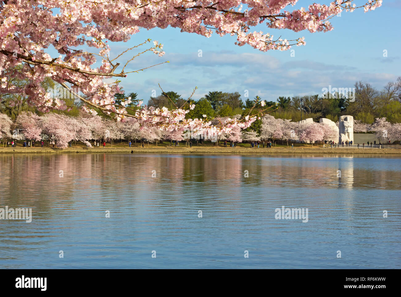Martin Luther King Jr Memorial surrounded by flourishing cherry trees ...