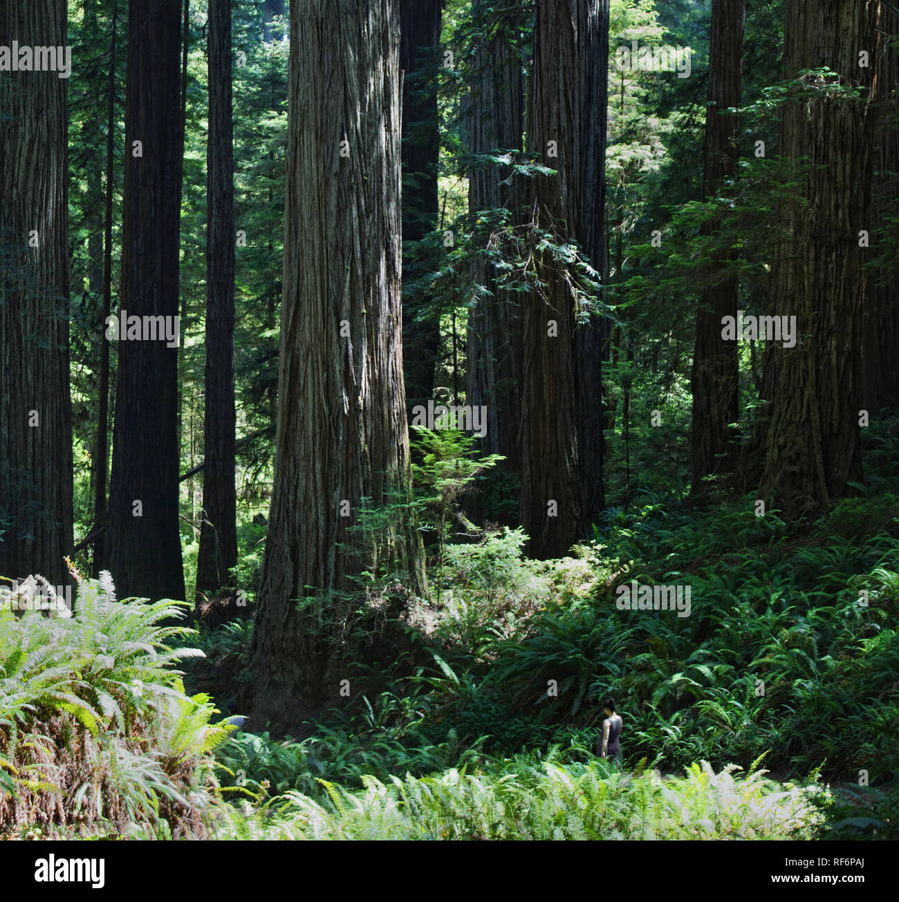 Girl Dwarfed by the giant redwood forest Stock Photo - Alamy