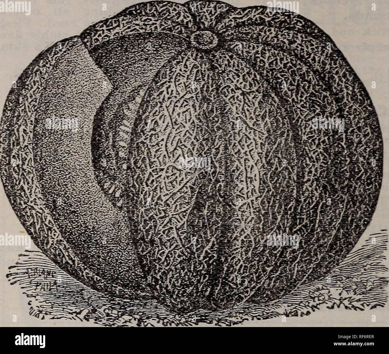 . 1902 catalog : pure & sure seeds. Nursery stock Missouri Catalogs ...
