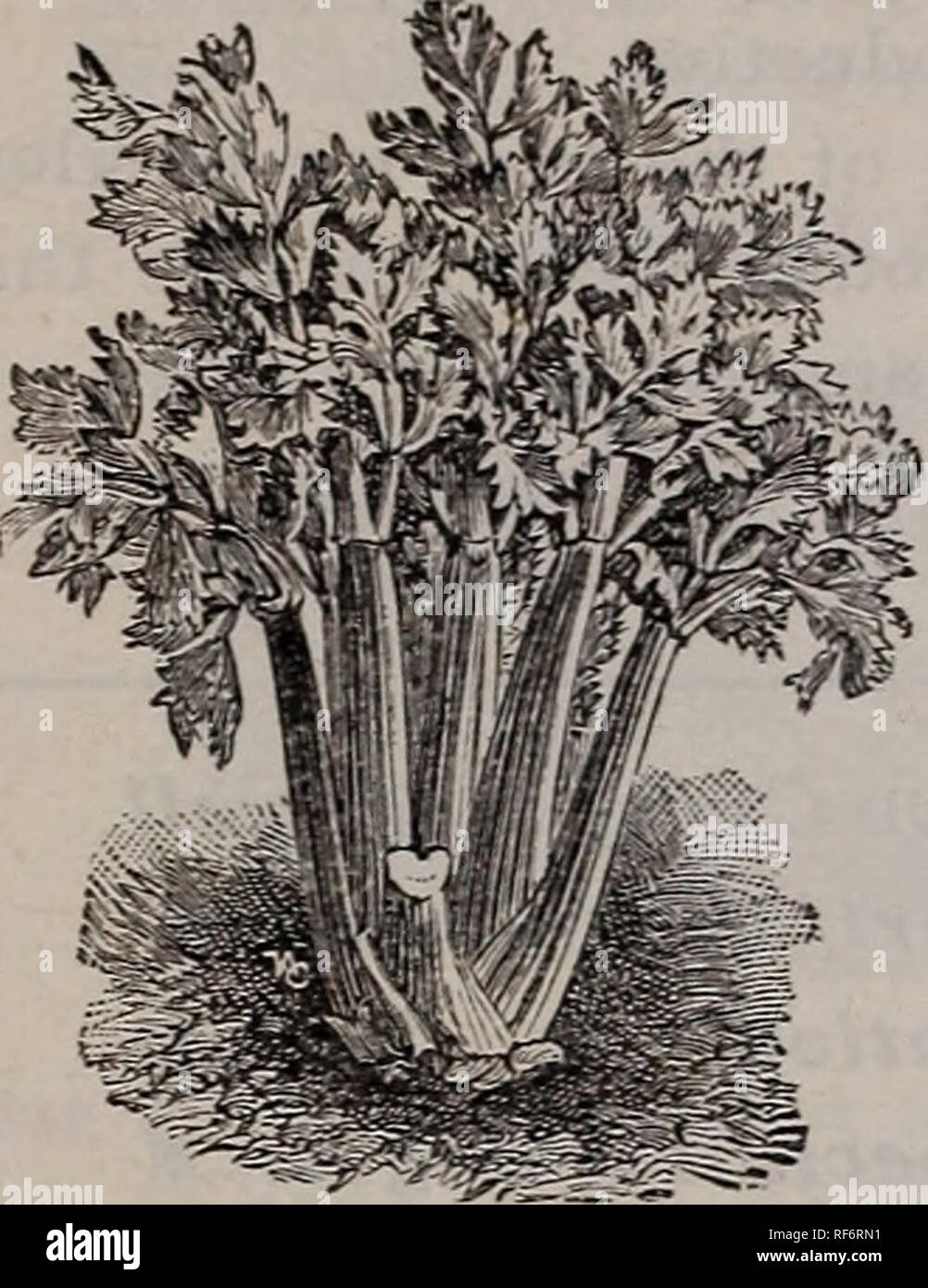 Trench foot feet hi-res stock photography and images - Alamy