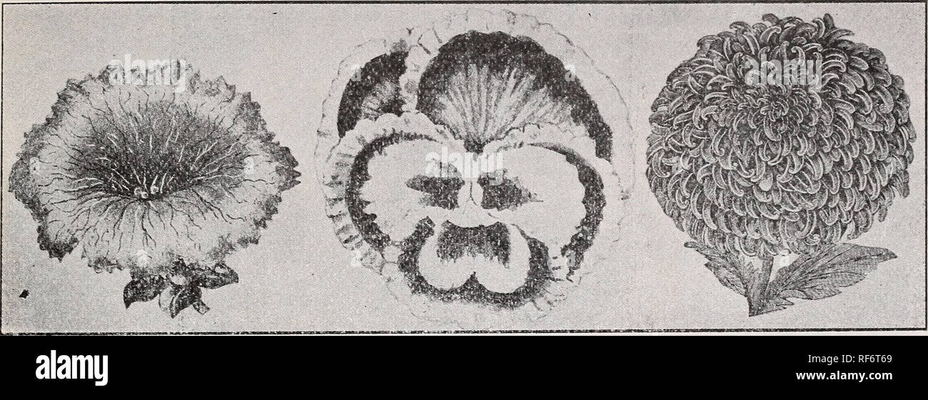 Rotten rose petals hi-res stock photography and images - Alamy