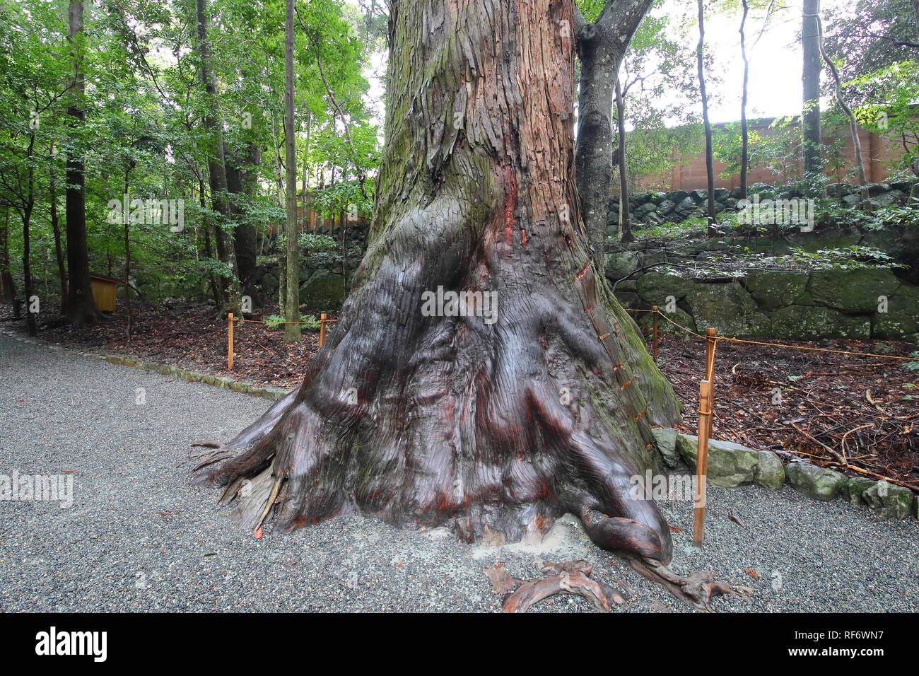 Massive tree at Ise jingu shrine Ise city Japan Stock Photo - Alamy