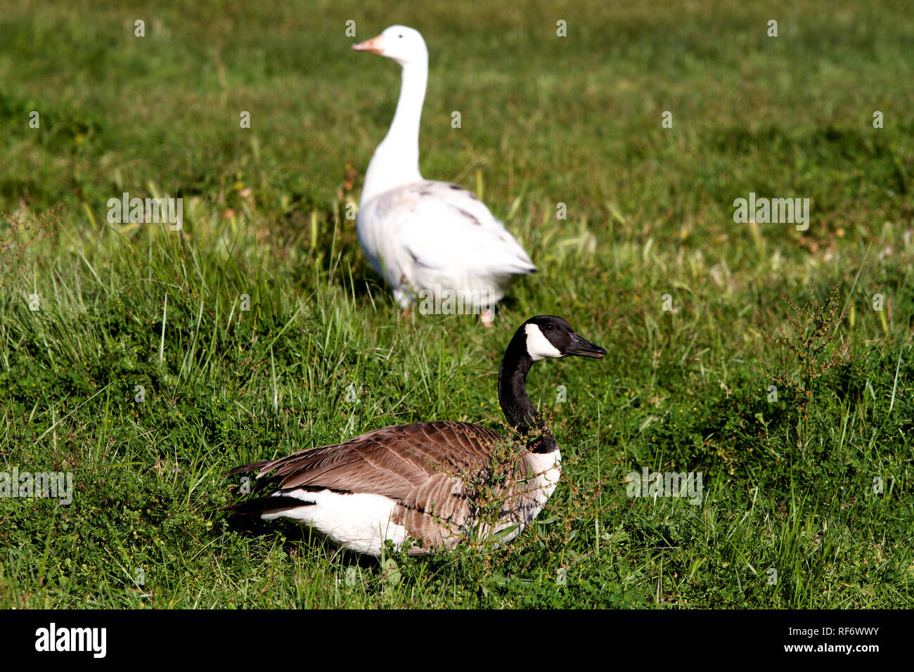 Female Geese High Resolution Stock Photography and Images - Alamy