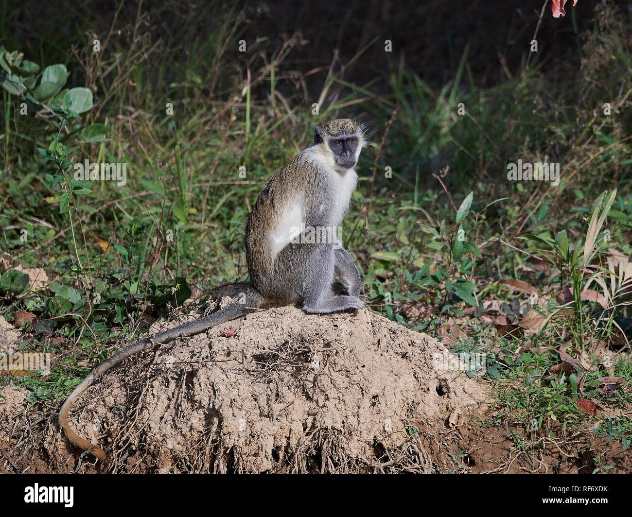 Vervet monkey in the natural habitat hi-res stock photography and ...