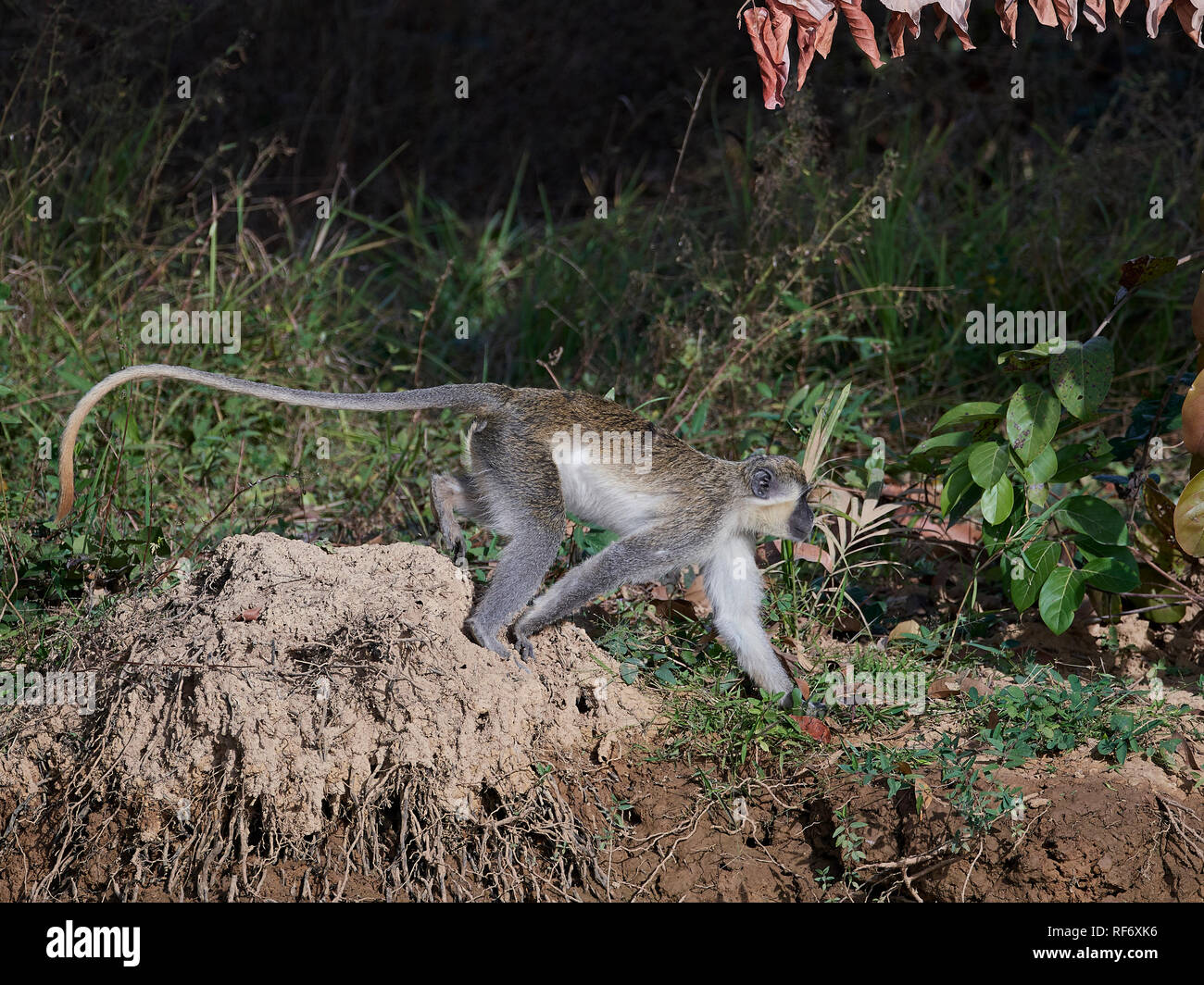 Vervet monkey in the natural habitat hi-res stock photography and ...