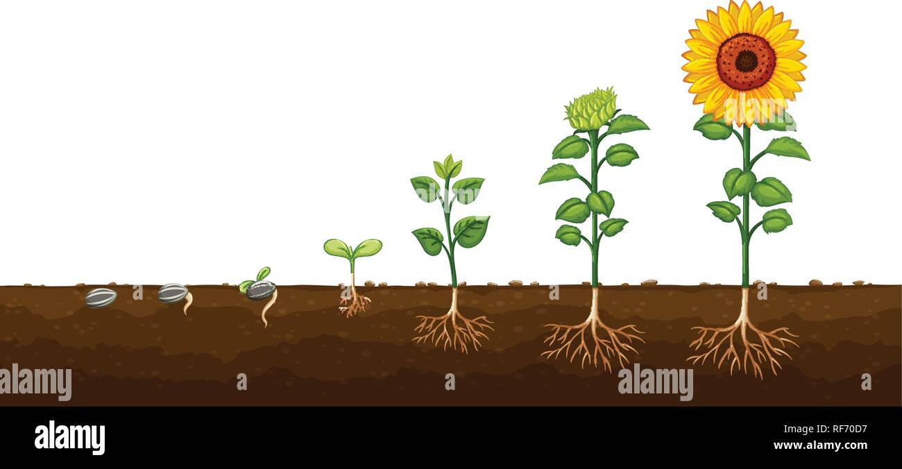Plant growth progress diagramv illustration Stock Vector Image & Art ...