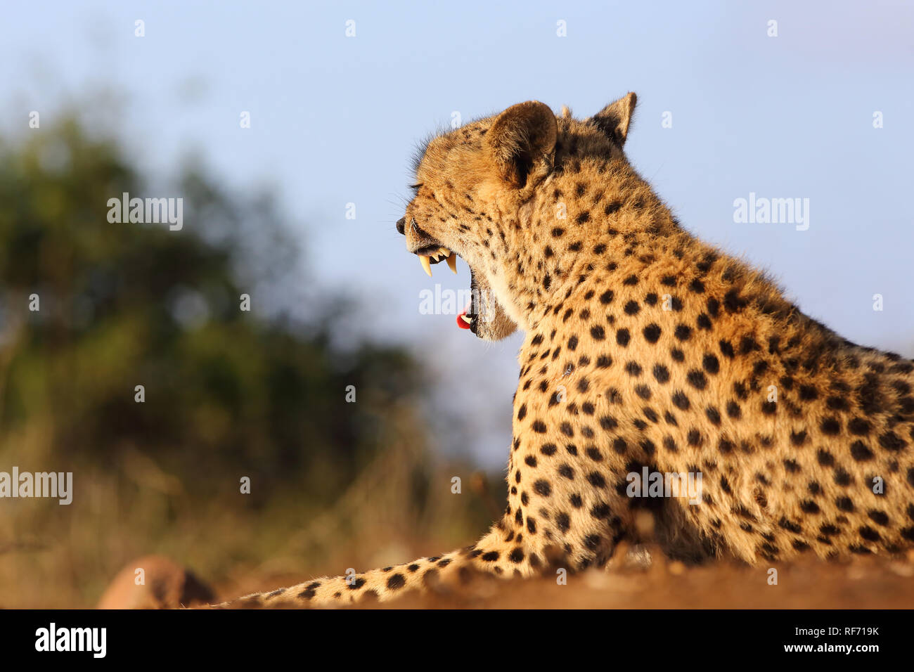 image of a lying cheetah yawning Stock Photo - Alamy