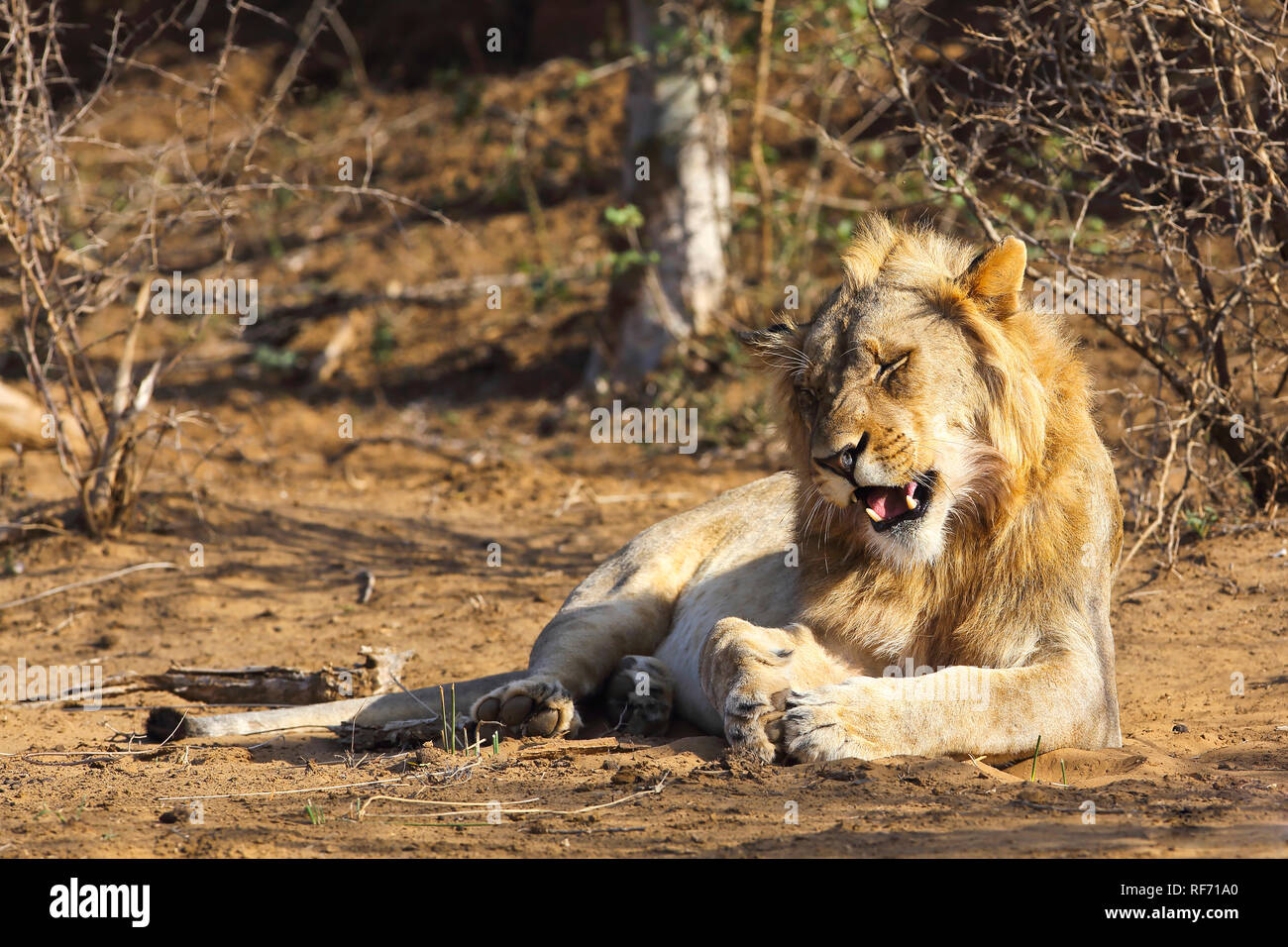 Image of a lying male lion yawning Stock Photo - Alamy