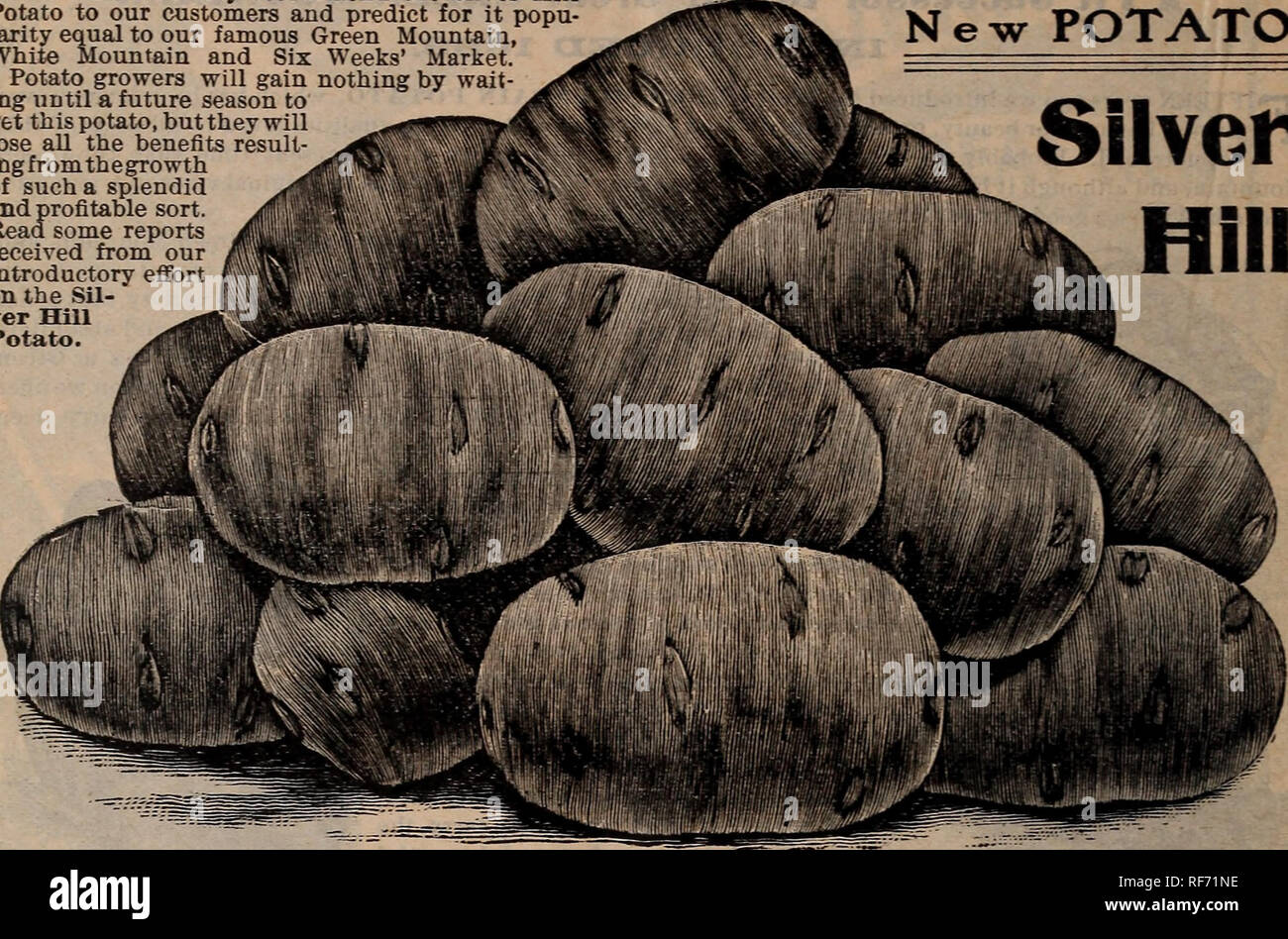Medium sized potato hi-res stock photography and images - Alamy