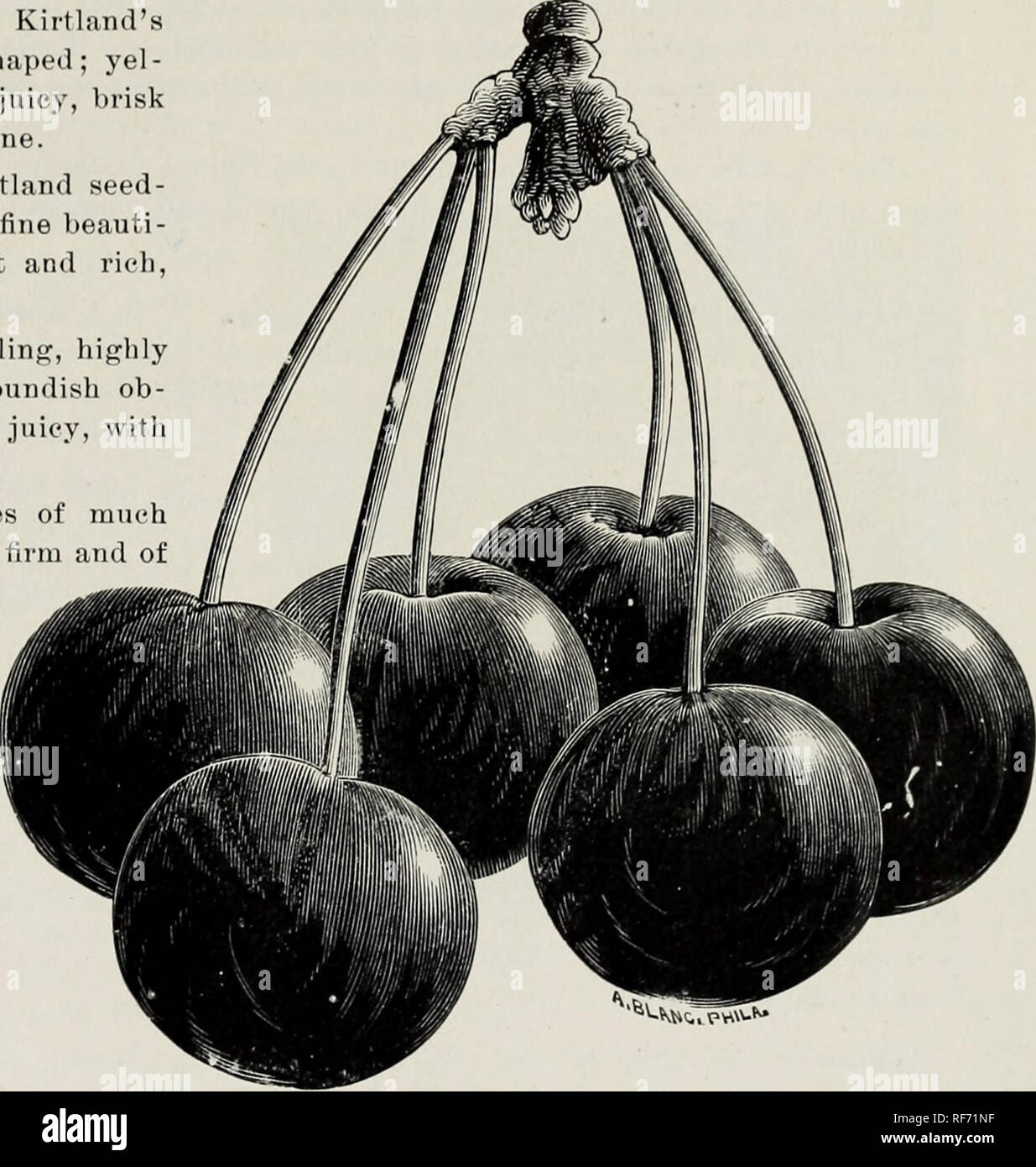 Cherry napoleon bigarreau hi-res stock photography and images - Alamy