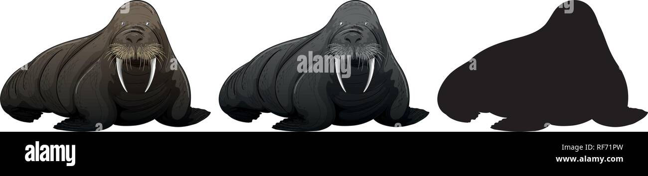 Set of walrus character illustration Stock Vector Image & Art - Alamy