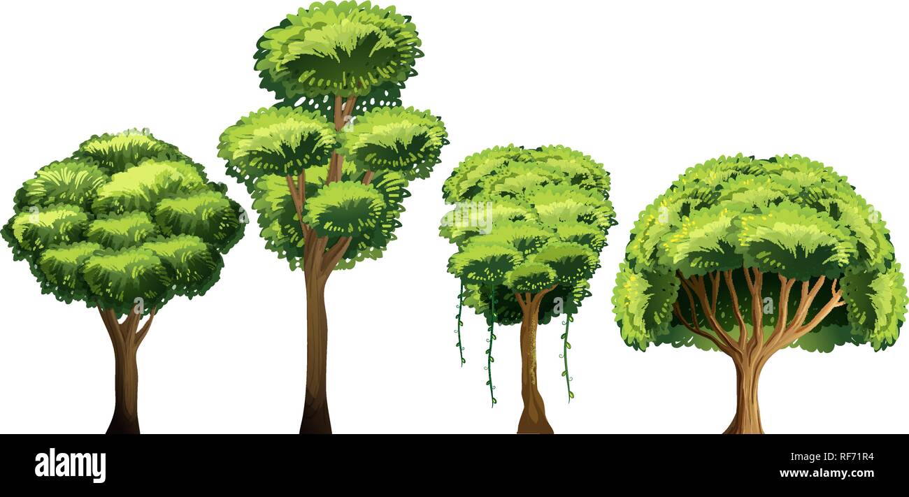 Set of different tree illustration Stock Vector Image & Art - Alamy