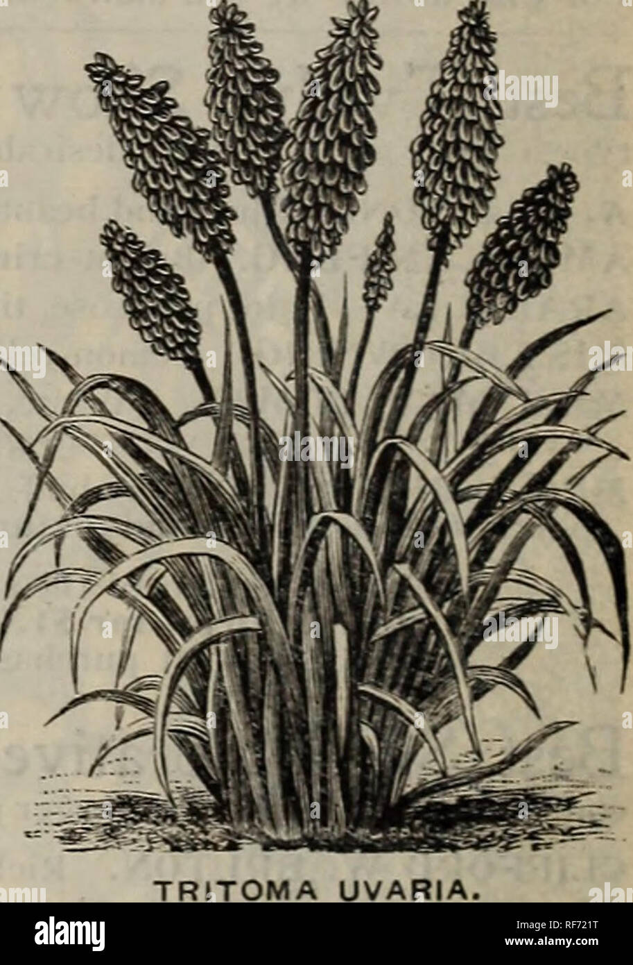 Caladium white spots hi-res stock photography and images - Alamy