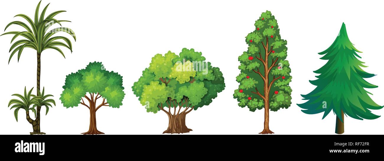 Set of different tree illustration Stock Vector Image & Art - Alamy