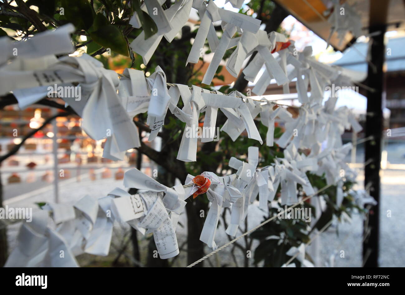 Omikuji fortune paper at Sarutahiko shrine Ise city Japan. Omikuji is ...