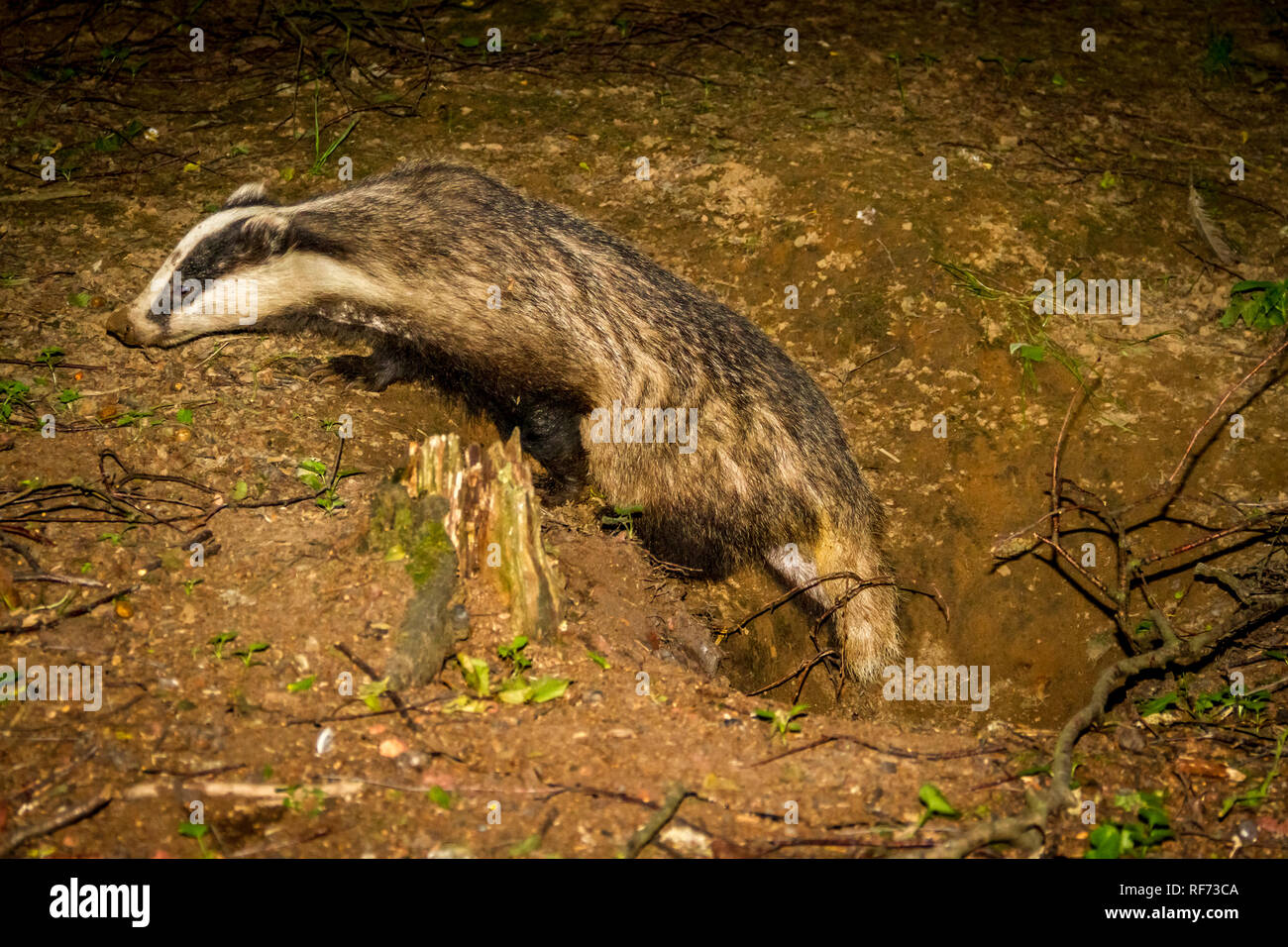 Badger (Meles meles), wild, native badger emerging from the badger sett ...