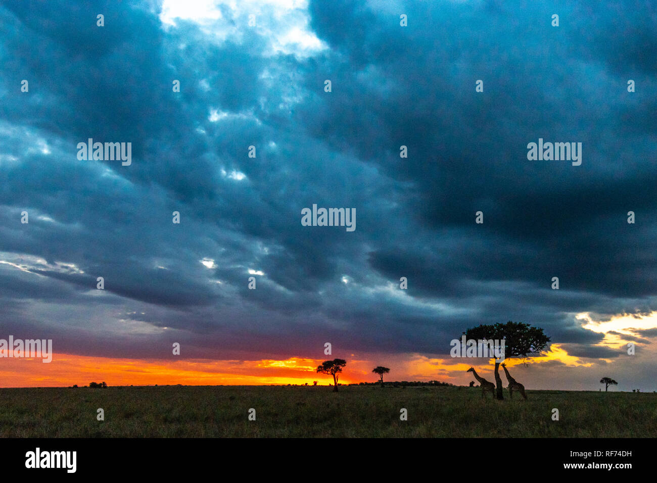 Sunset in the Wild! Stock Photo - Alamy