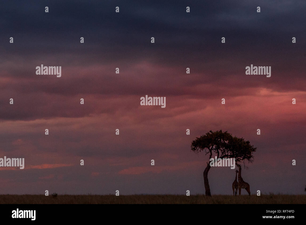 Sunset in the Wild! Stock Photo - Alamy