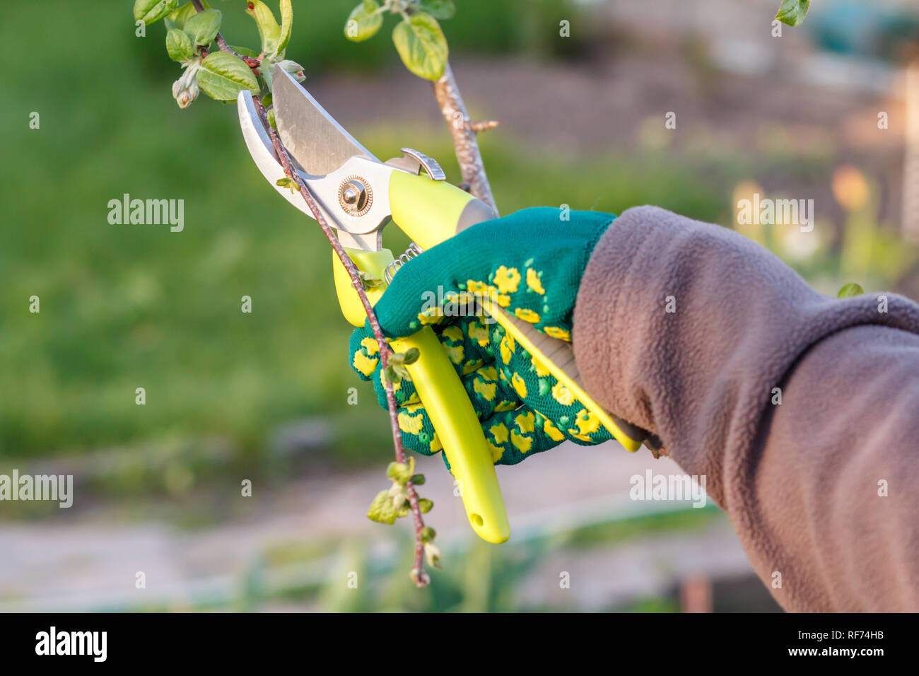 Woman pruning apple tree hi-res stock photography and images - Alamy