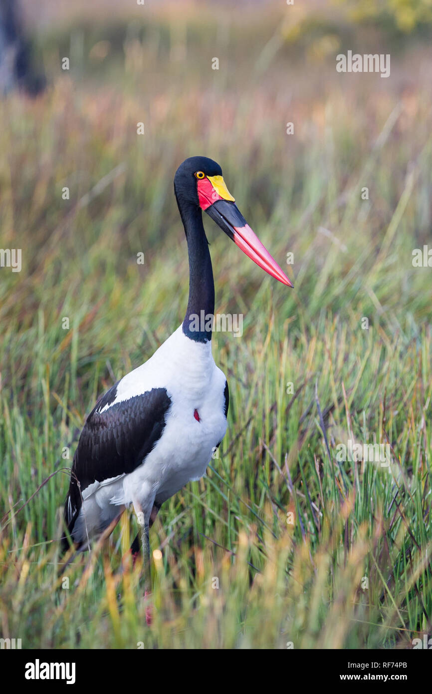 Saddle-billed Stork, Ephippiorhynchus senegalensis, is a large wading ...