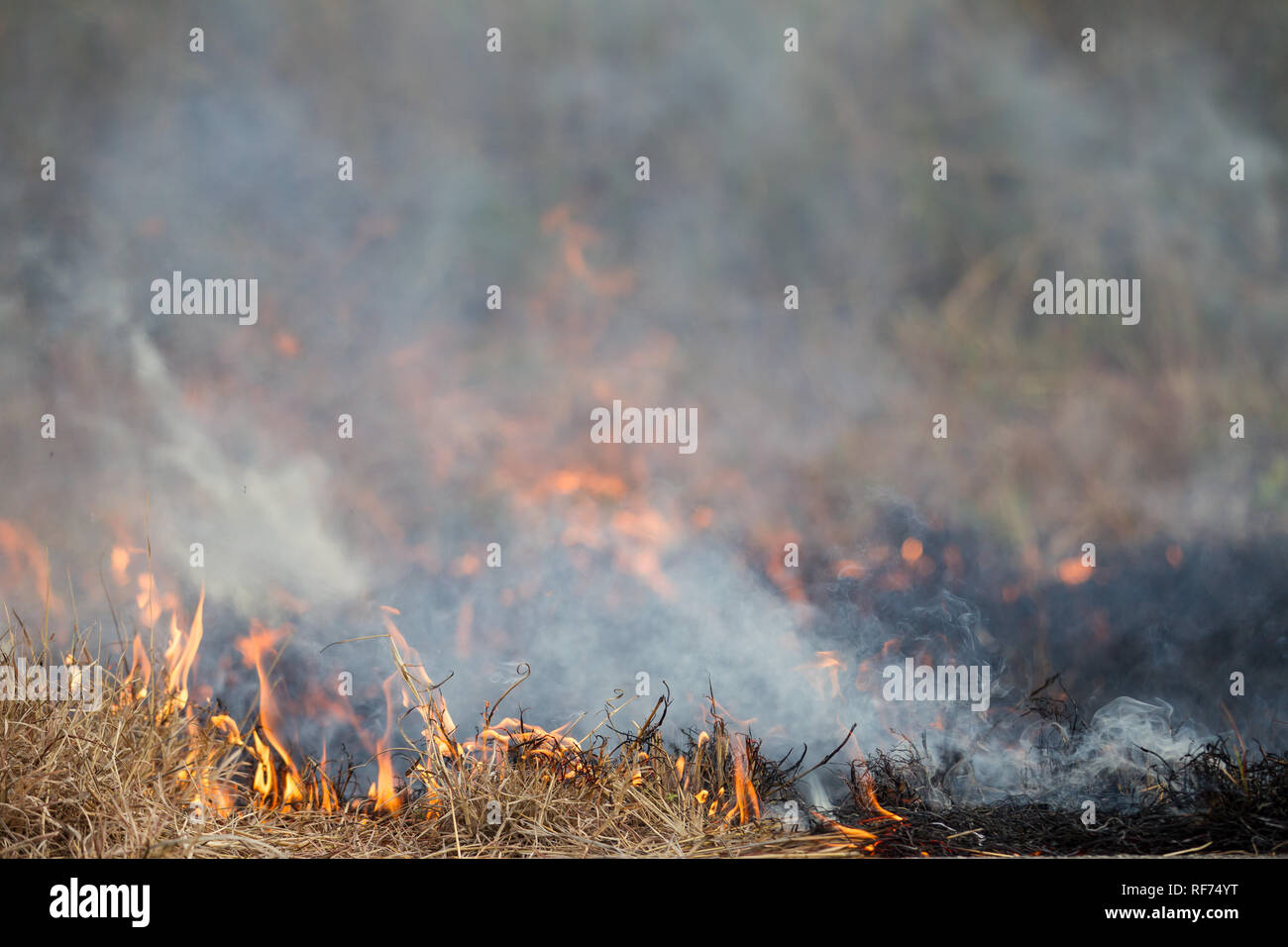 Savanna fire hi-res stock photography and images - Alamy