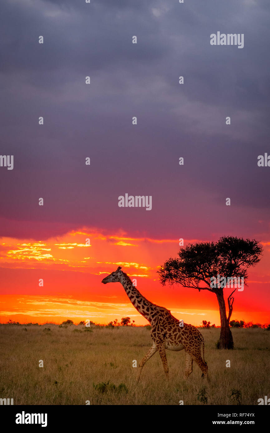 Sunset in the Wild! Stock Photo - Alamy