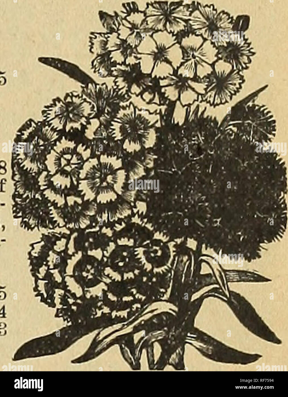 Burpee seed packets hi-res stock photography and images - Alamy