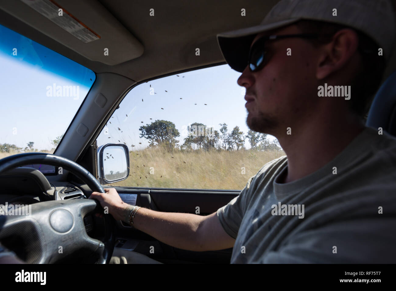 Swarm of flies hi-res stock photography and images - Alamy