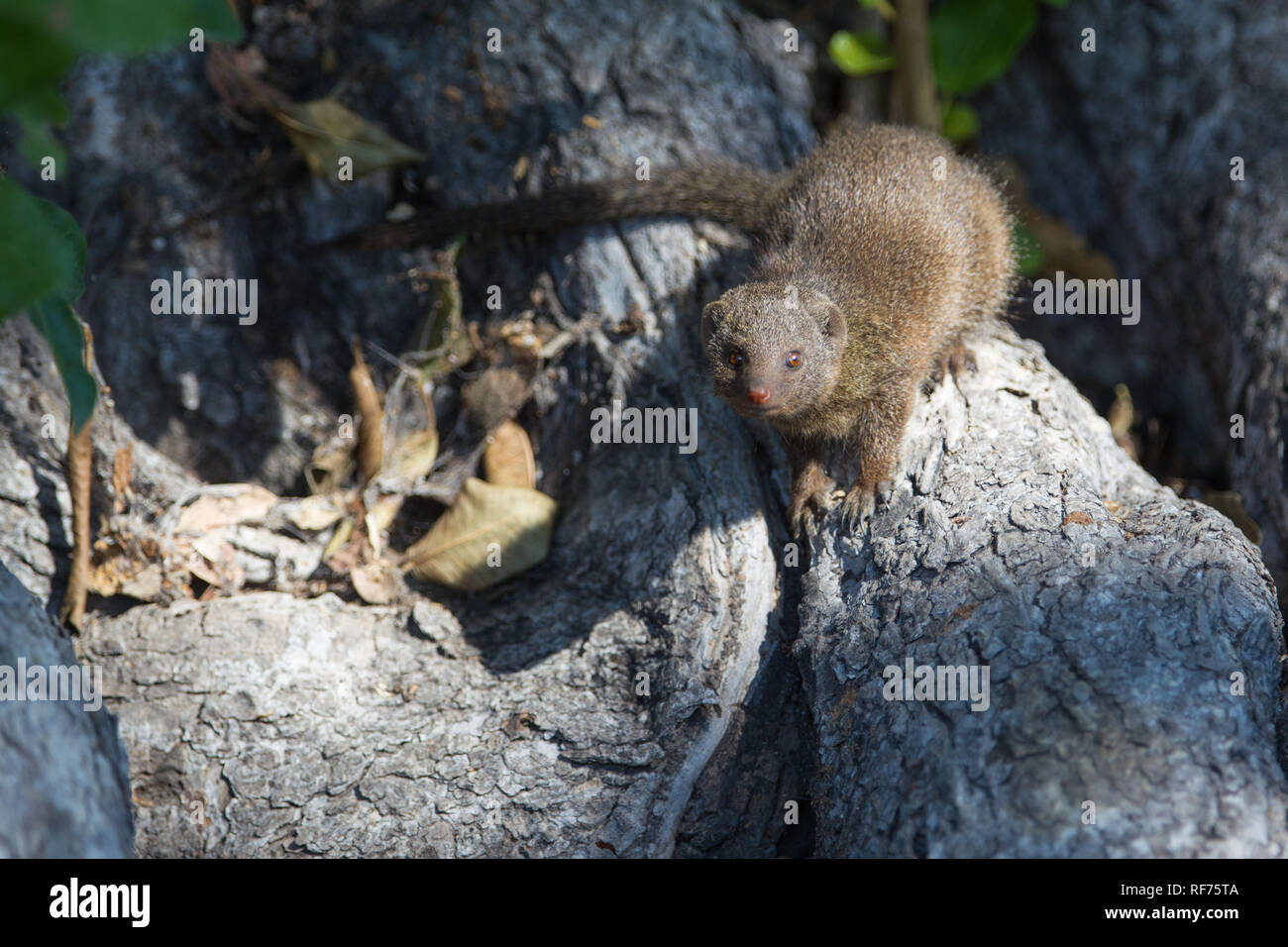 Mongoose family in the wild hi-res stock photography and images - Alamy