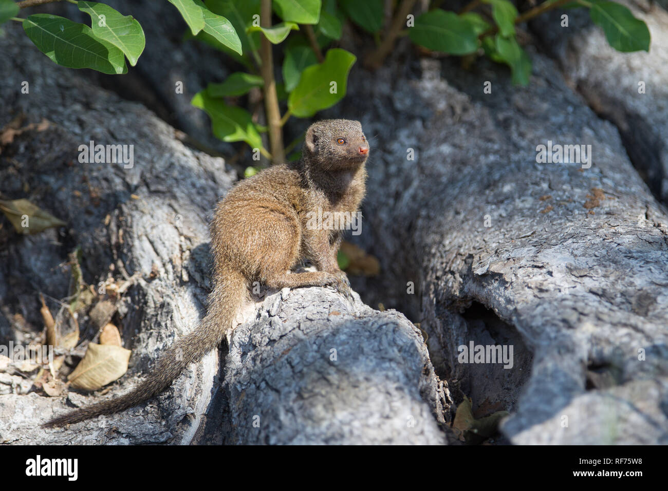 Territorial animals hi-res stock photography and images - Alamy
