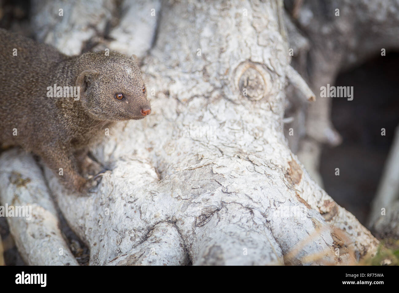 Mongoose Tree High Resolution Stock Photography and Images - Alamy