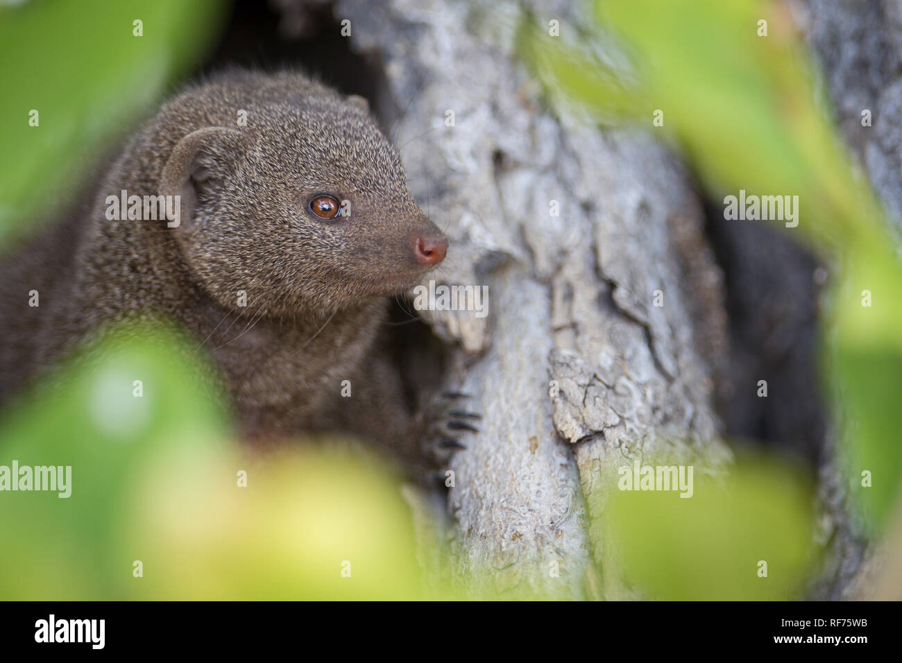 Territorial animals hi-res stock photography and images - Alamy