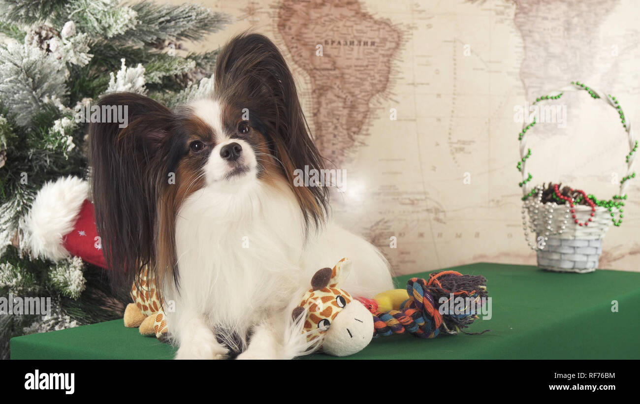 Papillon living hi-res stock photography and images - Alamy