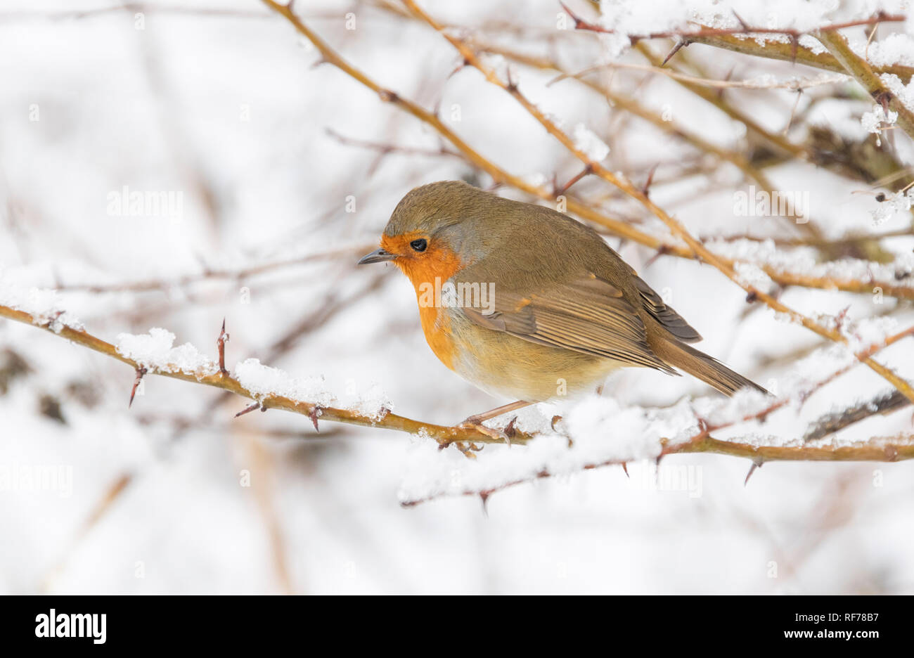 Winter Garden Uk High Resolution Stock Photography and Images - Alamy