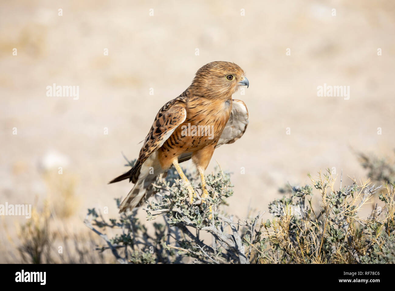 Greater Kestrel (Falco rupicoloides Stock Photo - Alamy