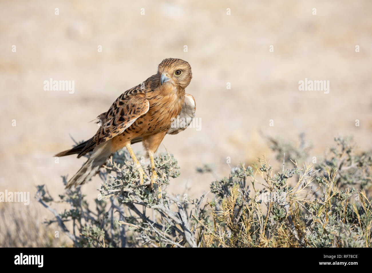Greater Kestrel (Falco rupicoloides Stock Photo - Alamy