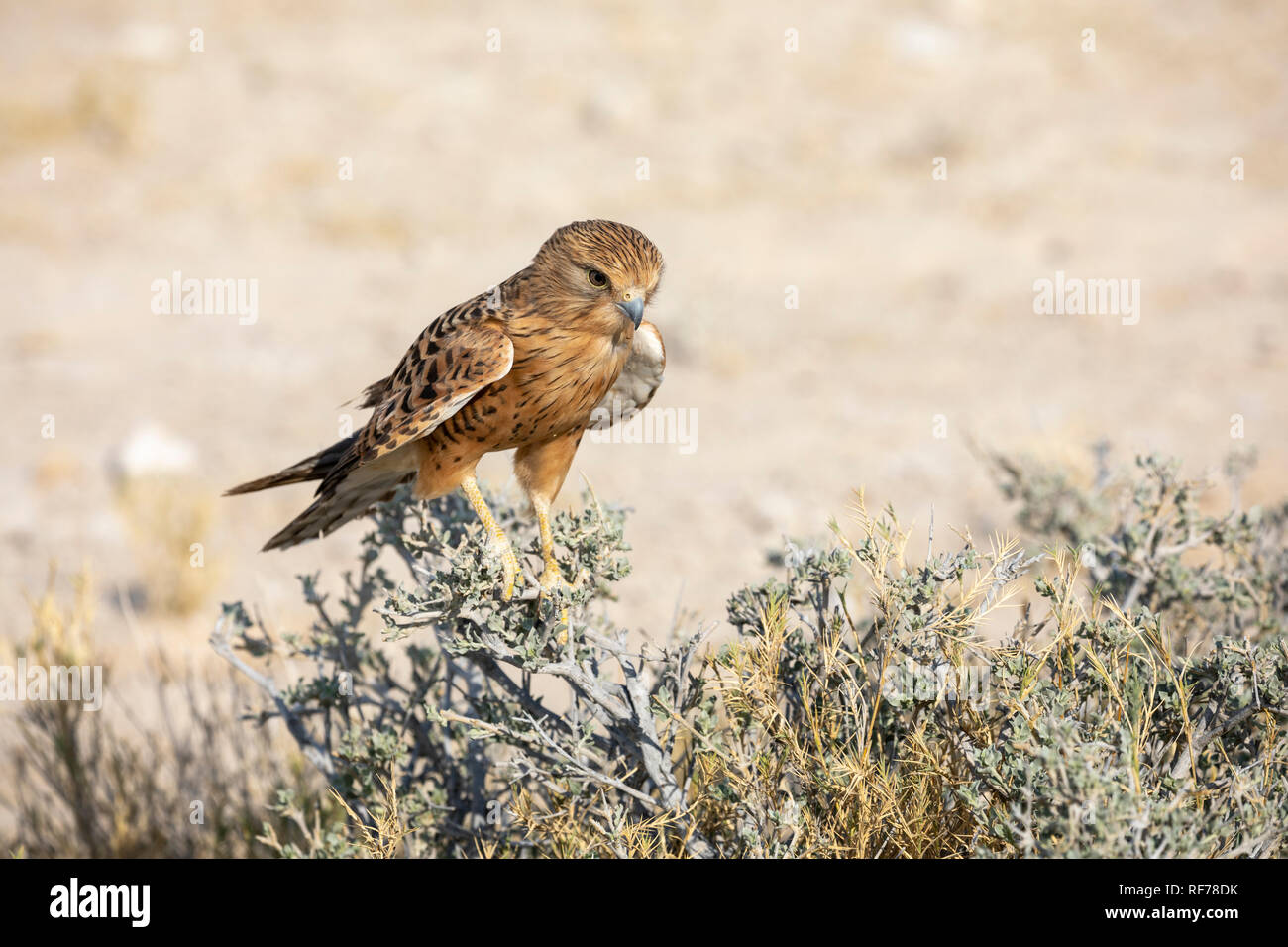 Greater Kestrel (Falco rupicoloides Stock Photo - Alamy