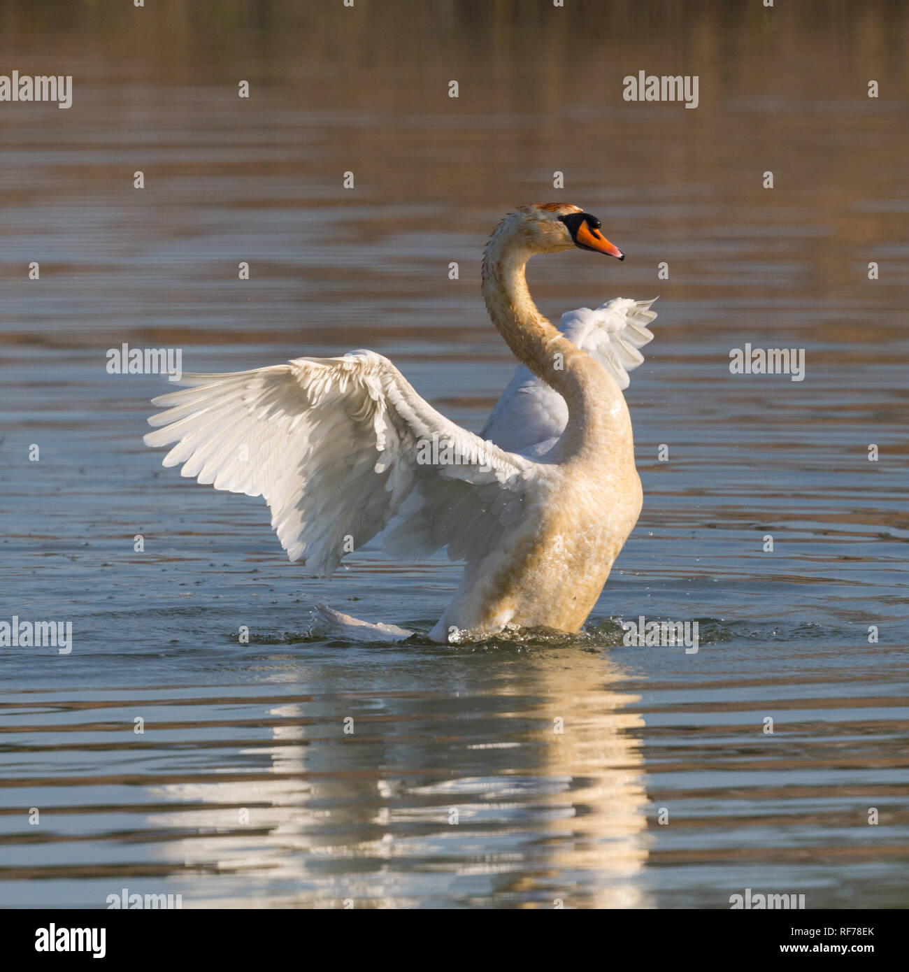 Wings of water hi-res stock photography and images - Alamy