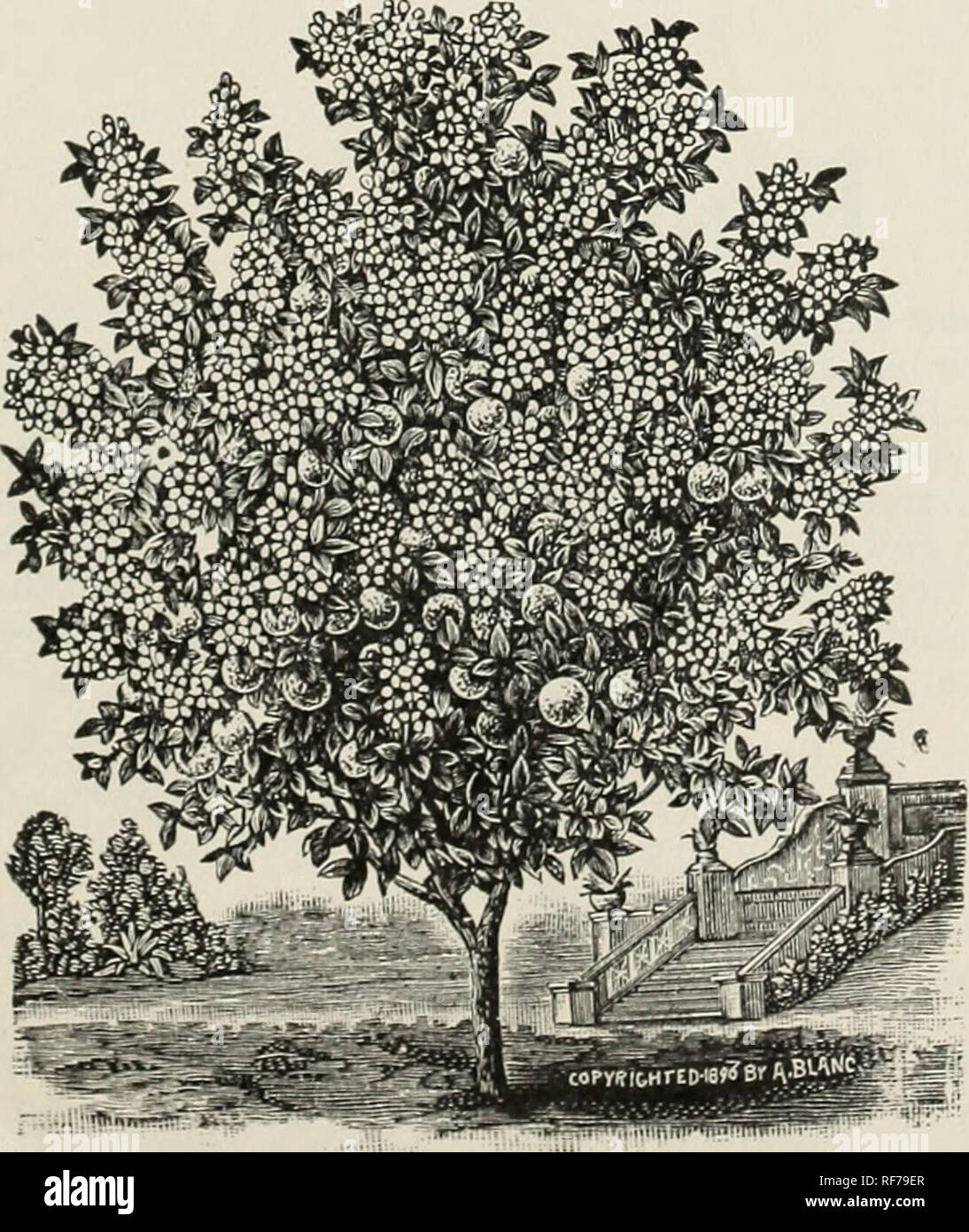 Brunswick fig tree hi-res stock photography and images - Alamy