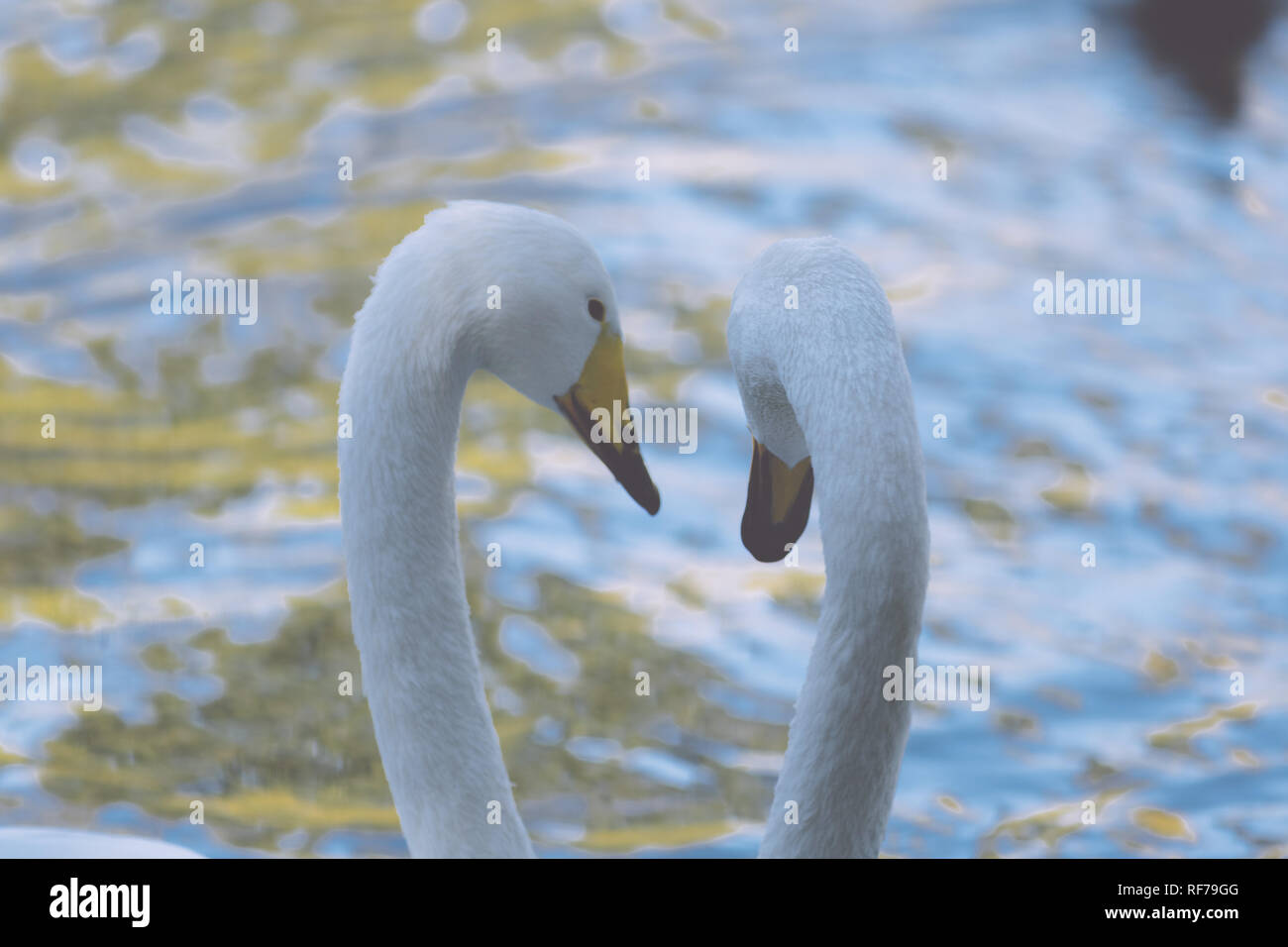 romantic two swans, symbol of love Stock Photo - Alamy