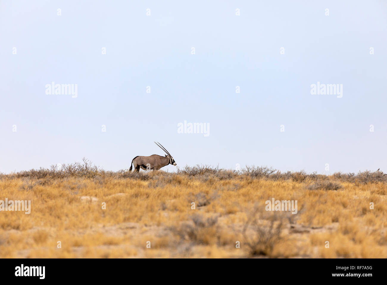 African gemsbok hi-res stock photography and images - Alamy
